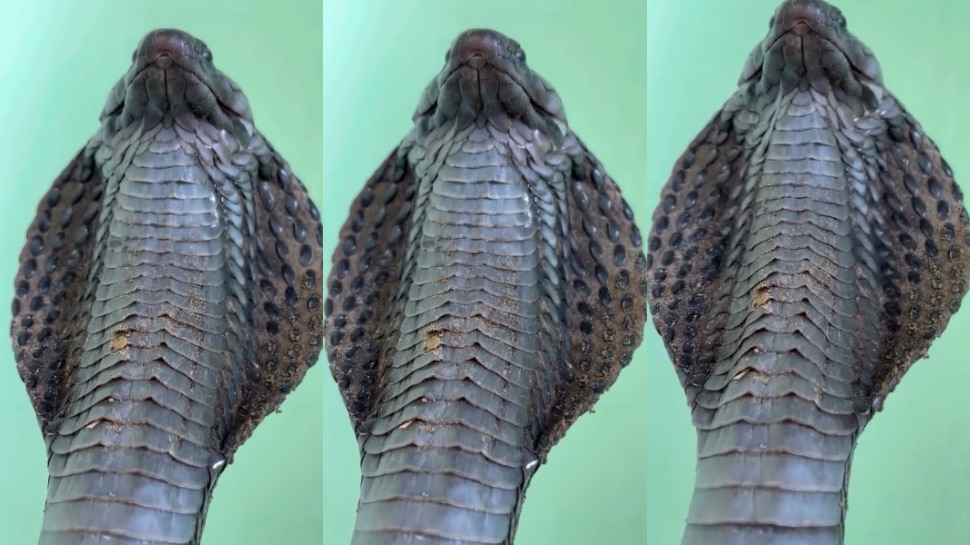 Venomous Cobra Snake breathing Trending video goes viral on Social ...