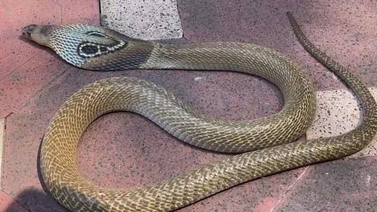 Kamareddy Floods: Cobra Snakes Found in Kamareddy Bridge during Flood ...