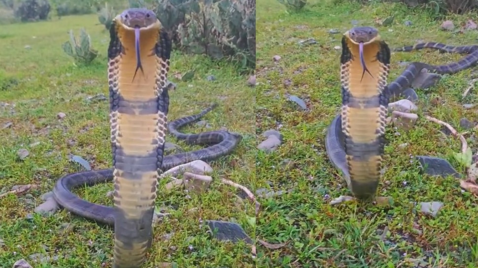King Cobra Snake Stunning Attacks Trending video goes viral on social ...