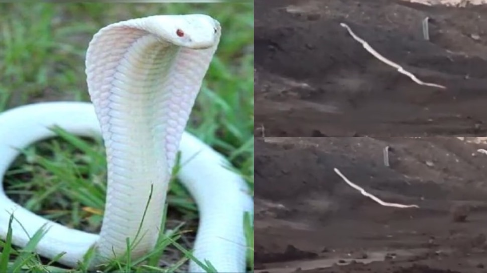 White colour Cobra snake spotted in Mines trending Video Goes Viral On ...