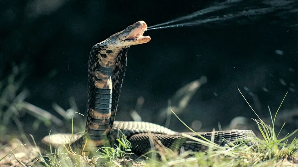 How Much Venom Does a Snake Inject During a Single Bite | Unknown Facts ...