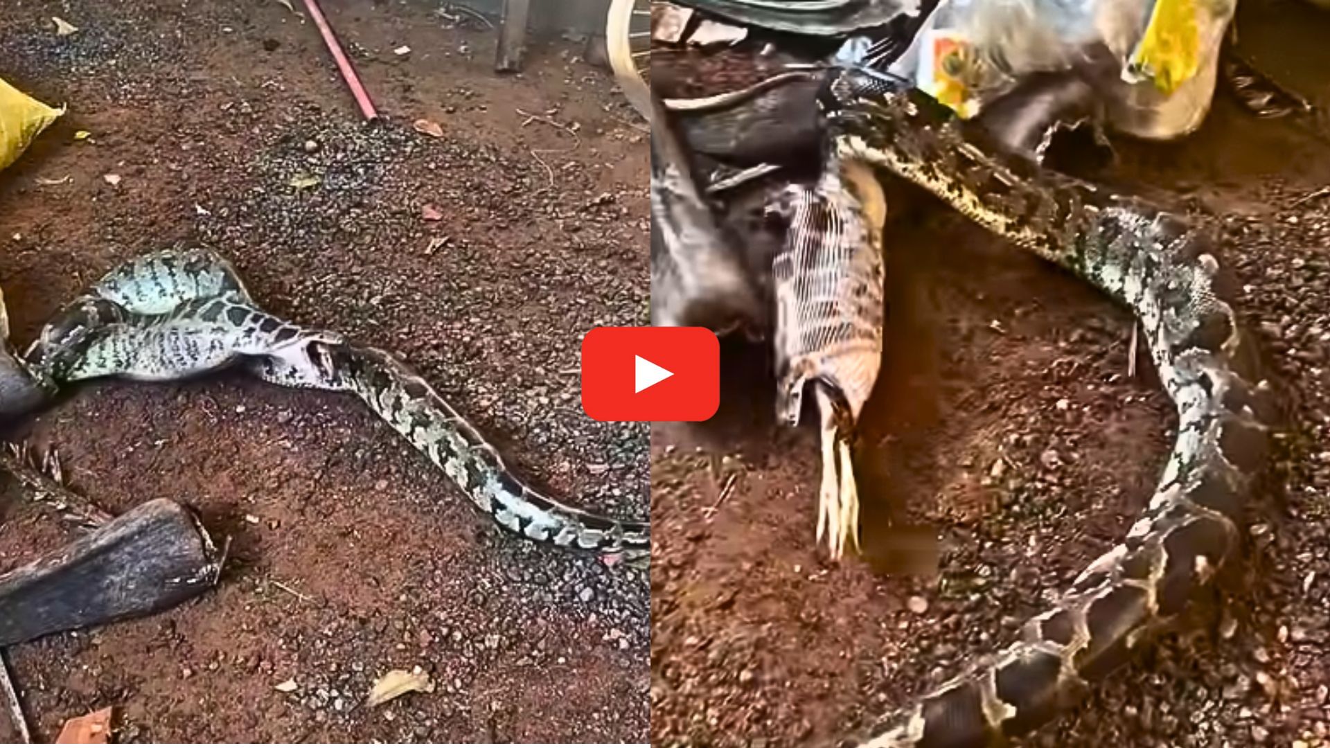 Venomous Python Swallowing Whole Chicken Video | Python Video: వామ్మో ...