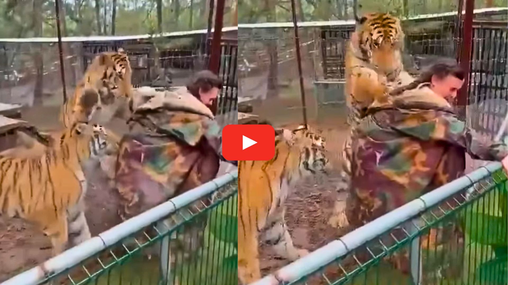 Tiger Attacking Doctor At Zoo Video Goes Viral | Tiger Viral Video ...