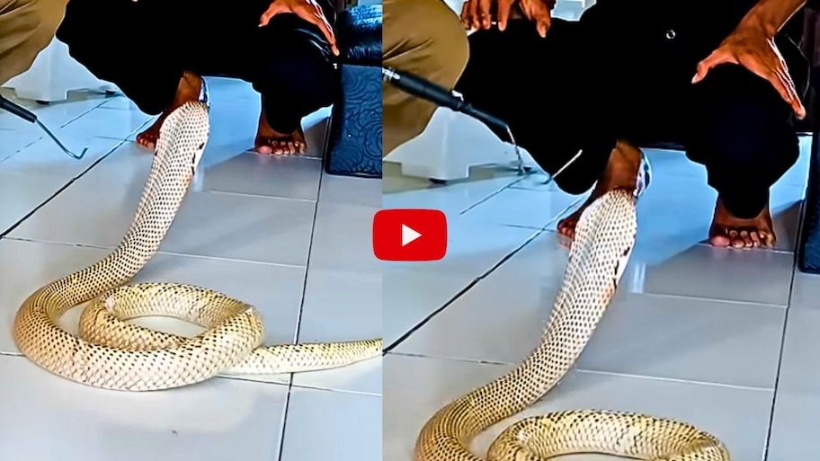 Swetha Naagu Real Snake Watch Viral Video Watch | Swetha Naagu Real ...