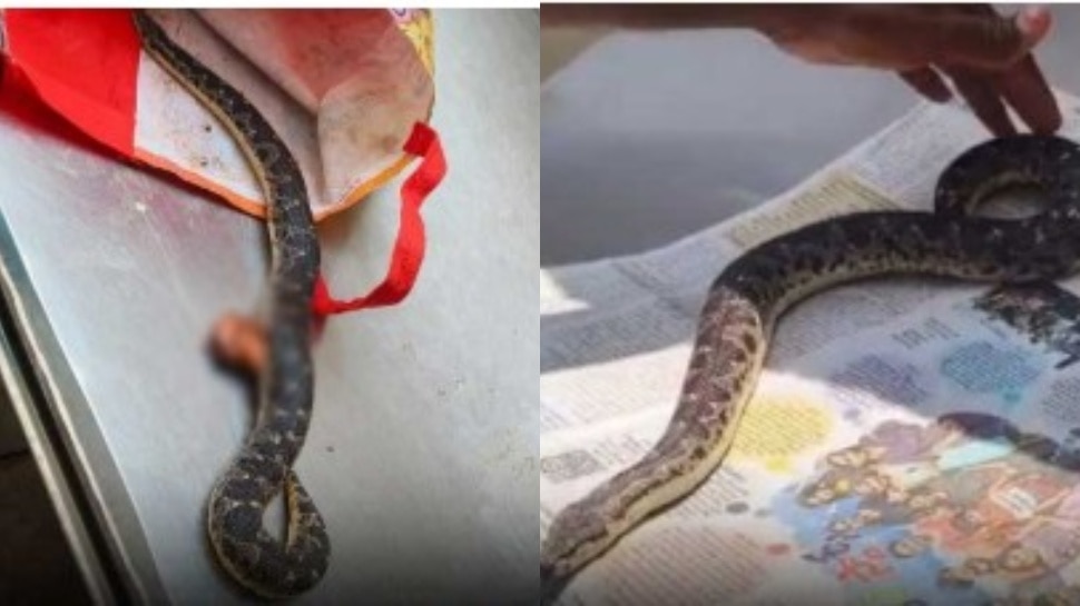 Viral: Doctor Gives Rebirth To Snake After Get Accident | Snake Viral ...