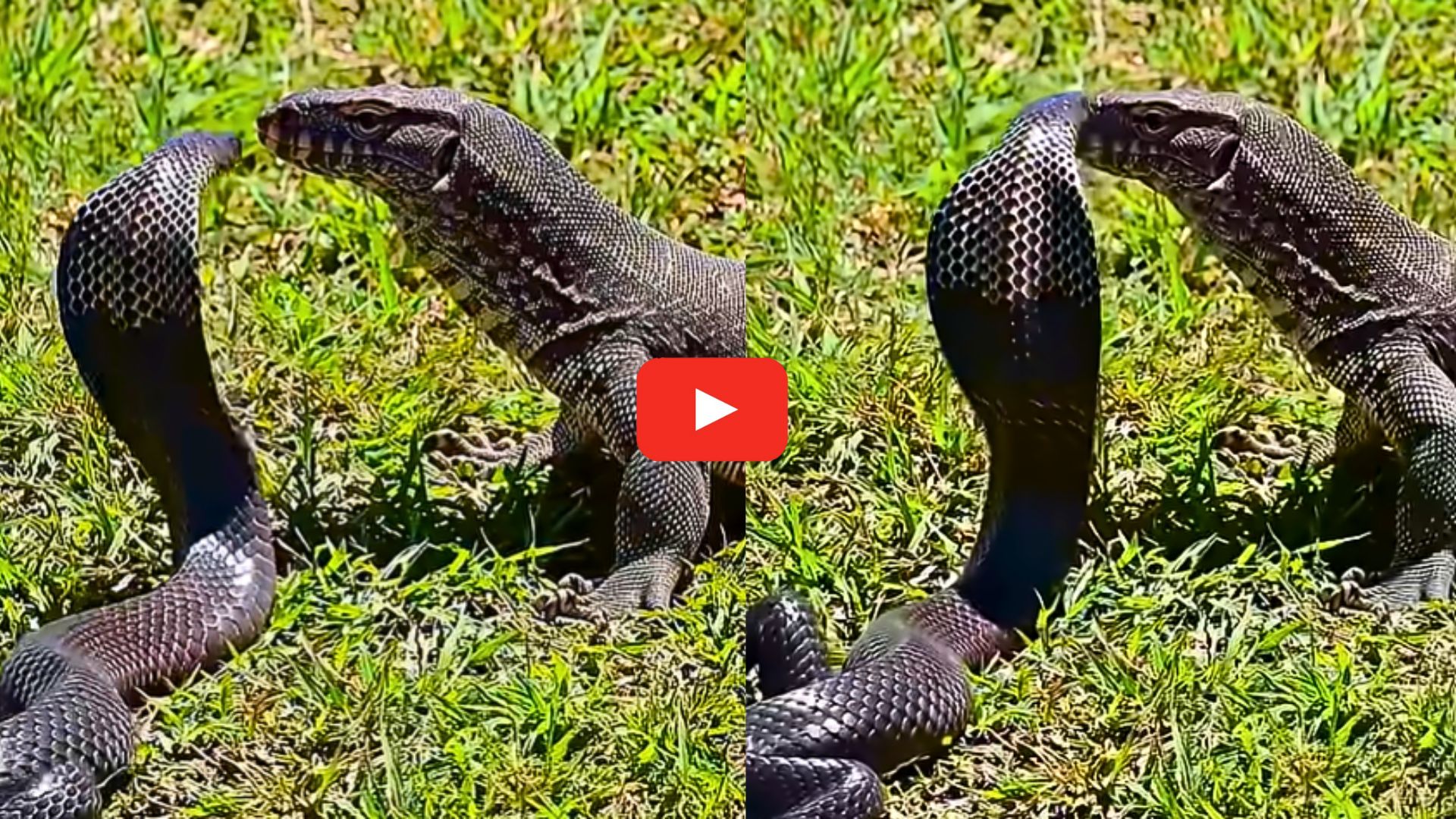 Udumu And Cobra Video | Udumu Vs Cobra Video: ఉడుము, నాగుపాము ఎదురెదురు ...
