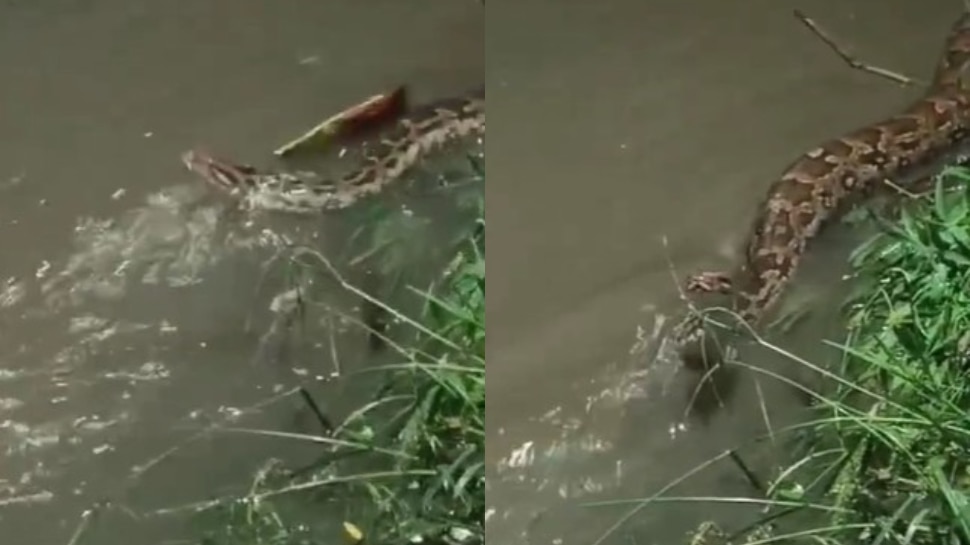 Massive Python Spotted in Musi River Floods Locals Panic as Viral Video ...