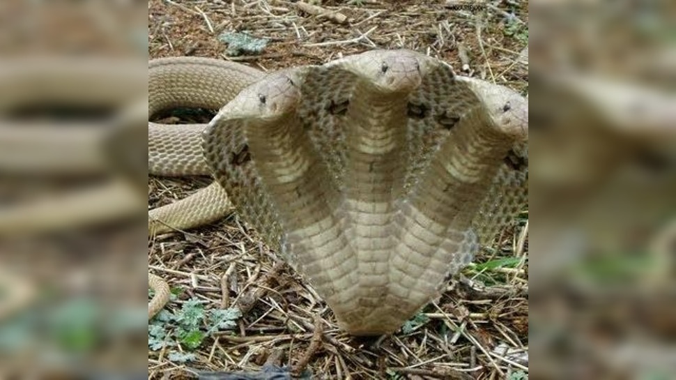 snake viral video: 3 Headed snake video became viral in internet | 3 ...
