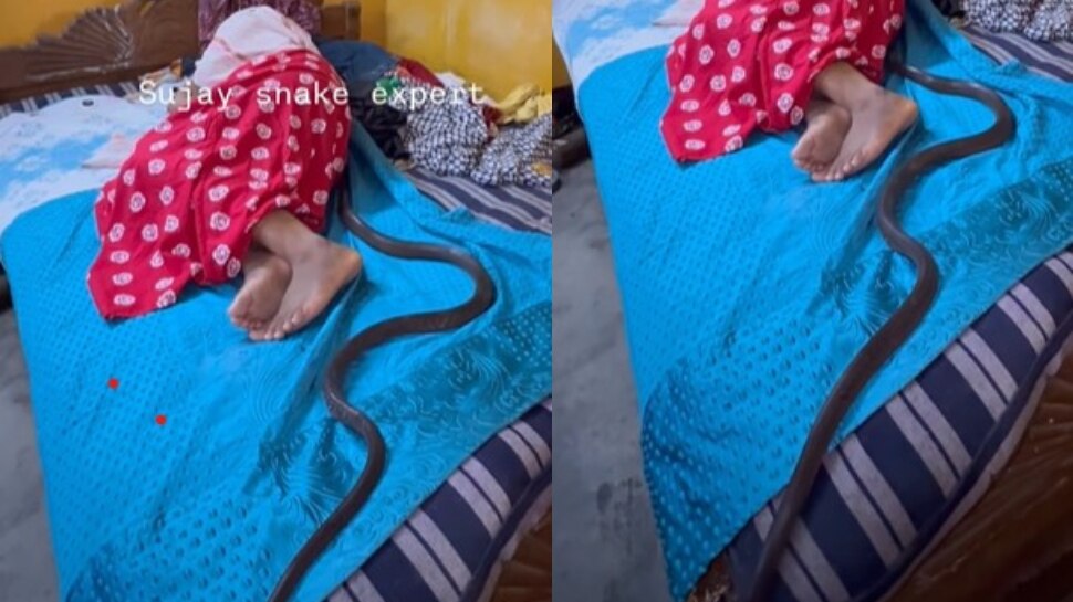 Cobra Snake silently entered on bed video goes viral on social media pa ...
