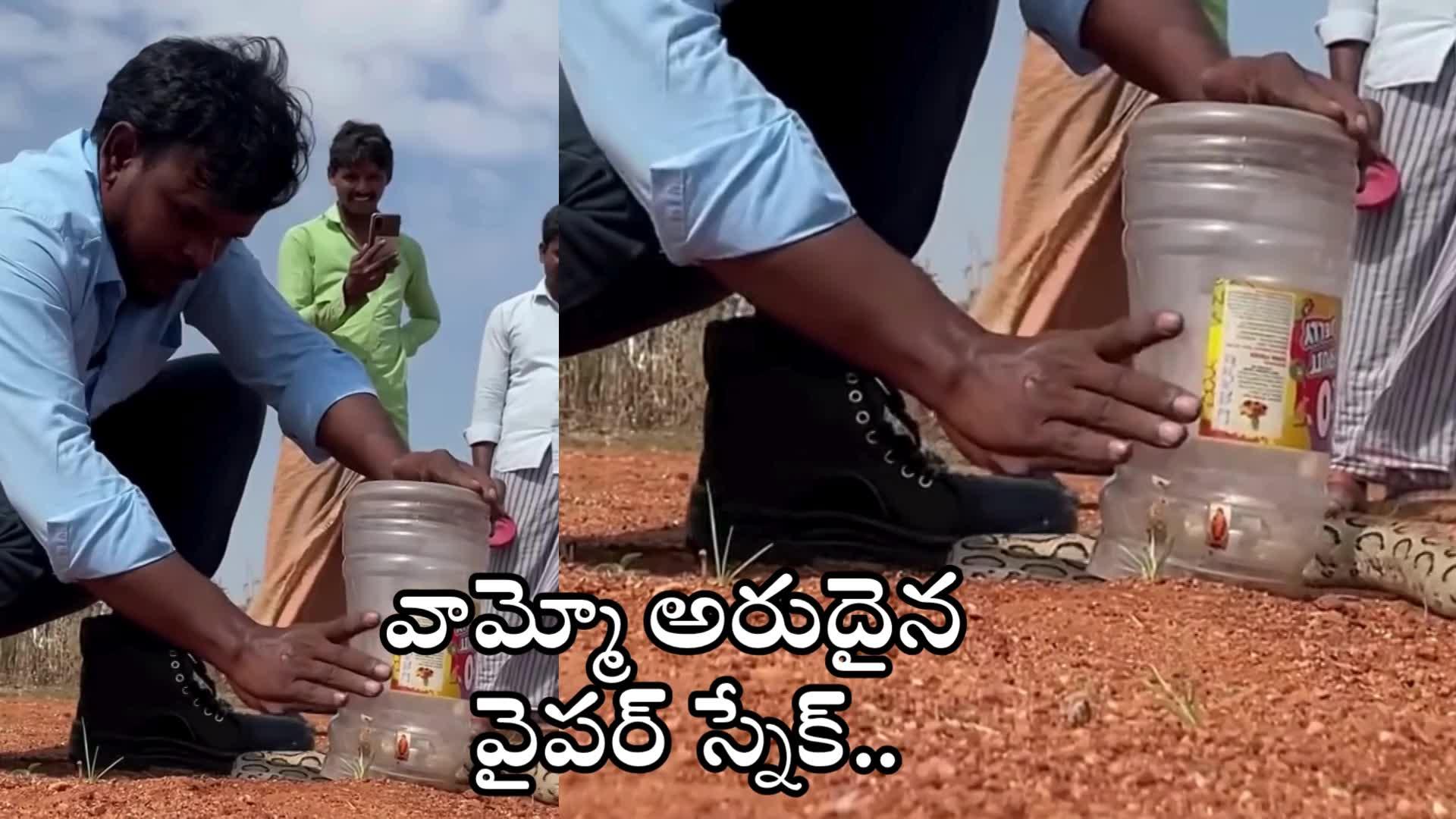 Venomous Snake Trapped In Plastic Container Video Goes Viral | Cobra ...