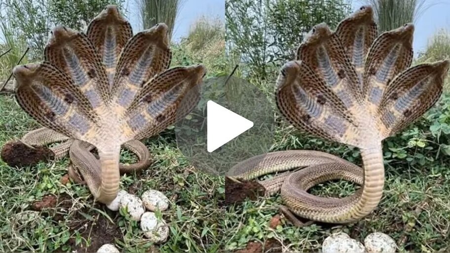 Viral Snake Video: 5 Headed Snake Found in Agricultural Field in Uttar ...