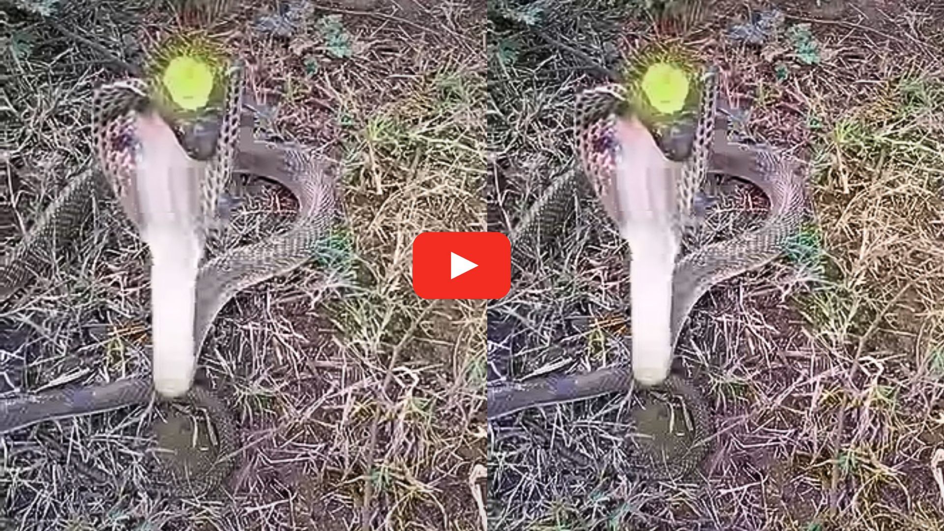 Nagamani With On Venomous King Cobra Head Video Watch | Original ...