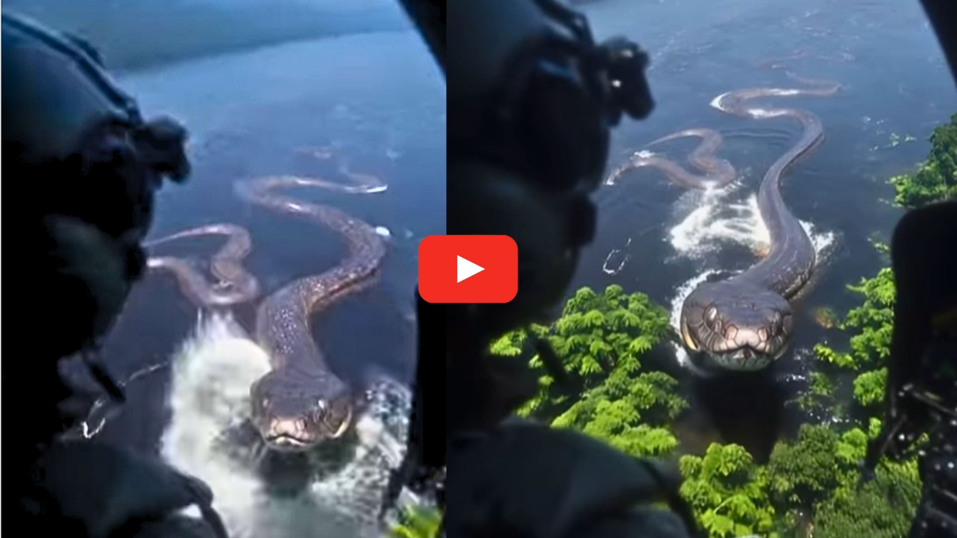 World Most Giant 40-foot Anaconda Swallows Helicopter Latest Video ...