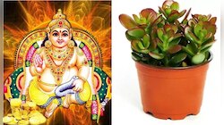 kuberakshi plant News in Telugu, Latest kuberakshi plant news, photos ...
