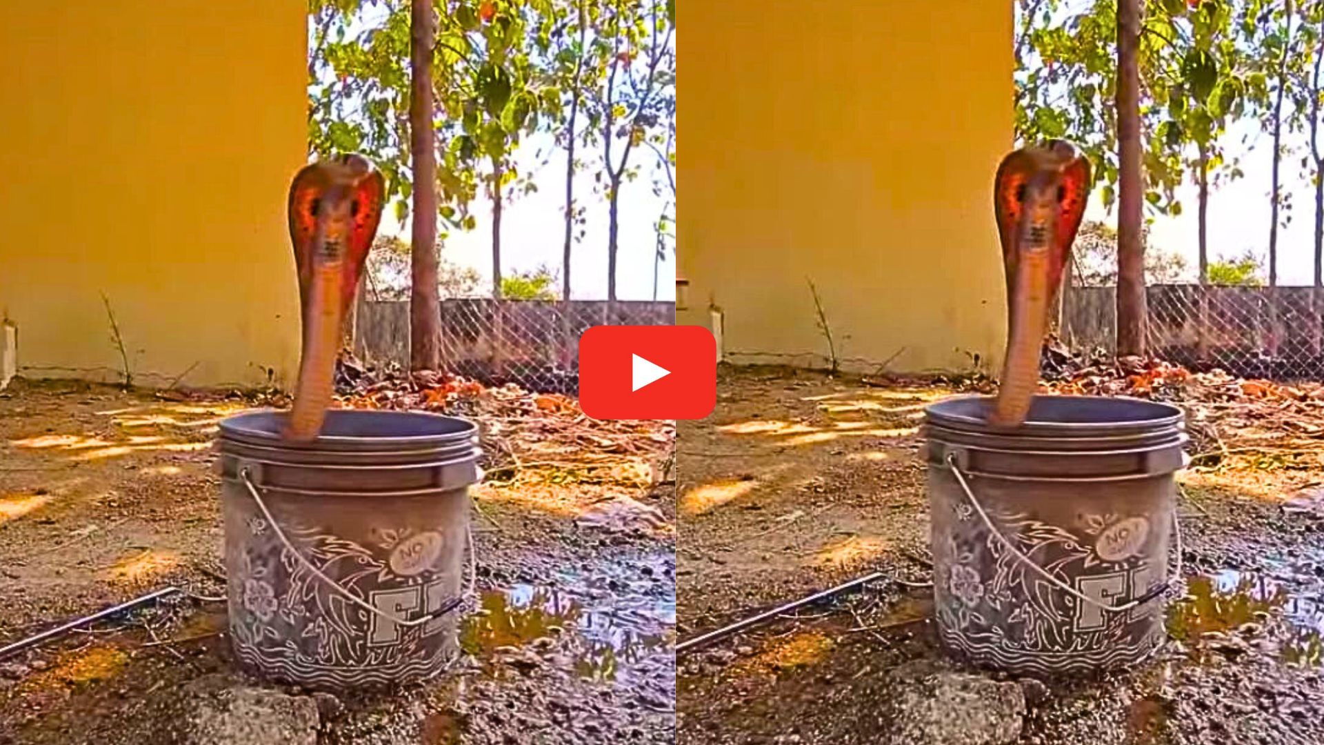 Venomous King Cobra In Bucket Of Water Video Viral | Venomous Cobra ...