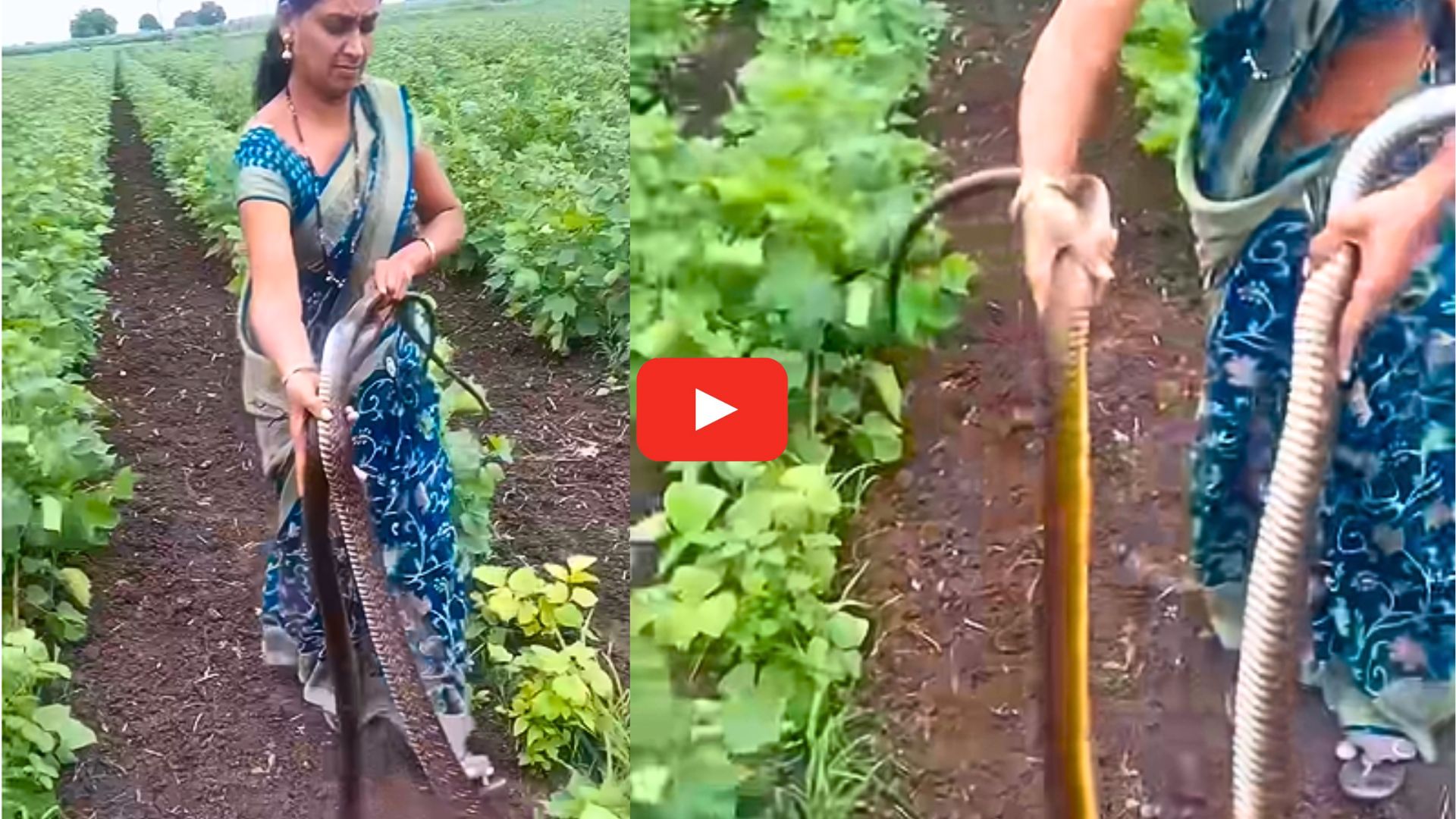 Aunty Catching Two Indian Rat Snakes In Field Video | Indian Rat Snakes ...