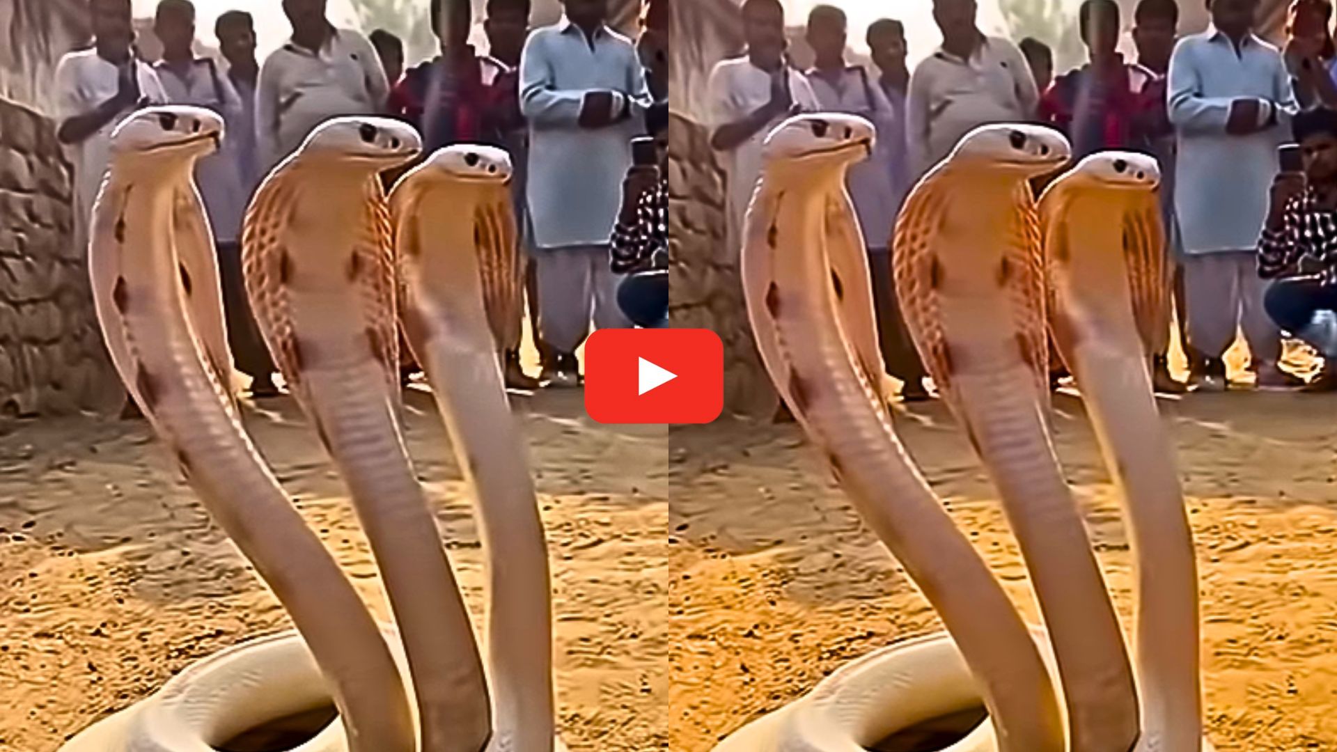 Three-headed White Cobra In Temple Premises Video | Three-Headed White ...