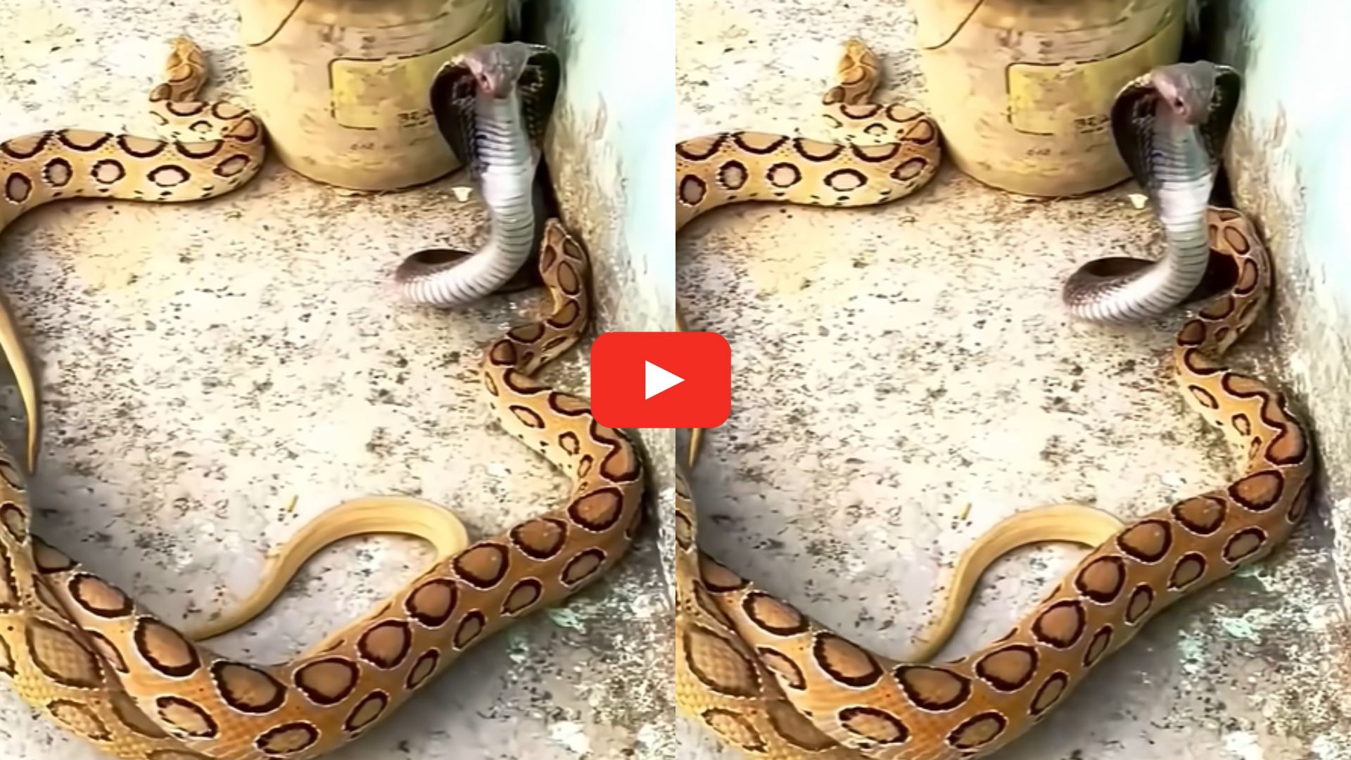 Two Snakes Fighting With Cobra At Same Place Video Goes Viral | Three ...