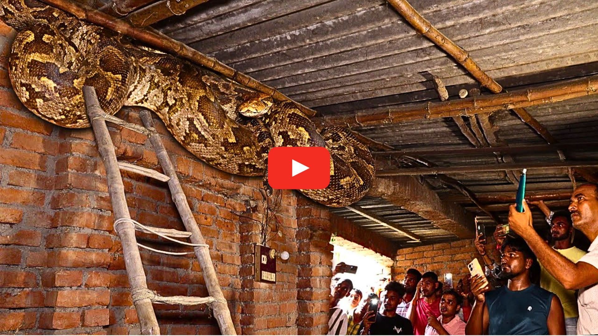 Giant 9-foot Rock Python Rescue In Cow Shed Video | Giant Rock Python Video: ఆవుల పాకలో 9 అడుగుల ...