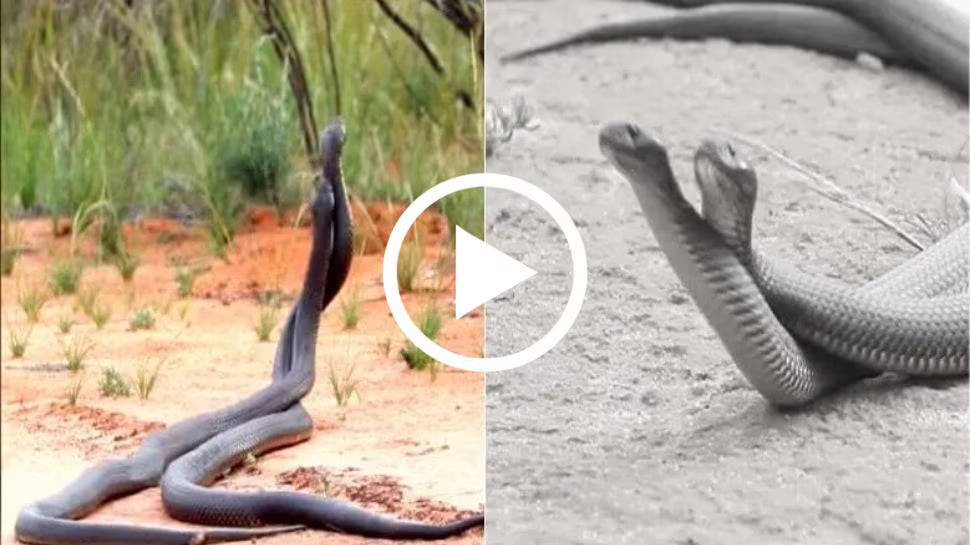 Two Dangerous Snakes fights latest Video goes viral on social media ...