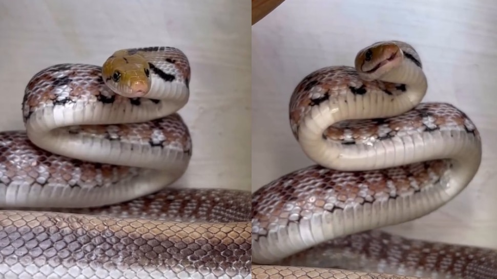 Rare trinket Cobra Snake attacks video goes viral on social media pa ...