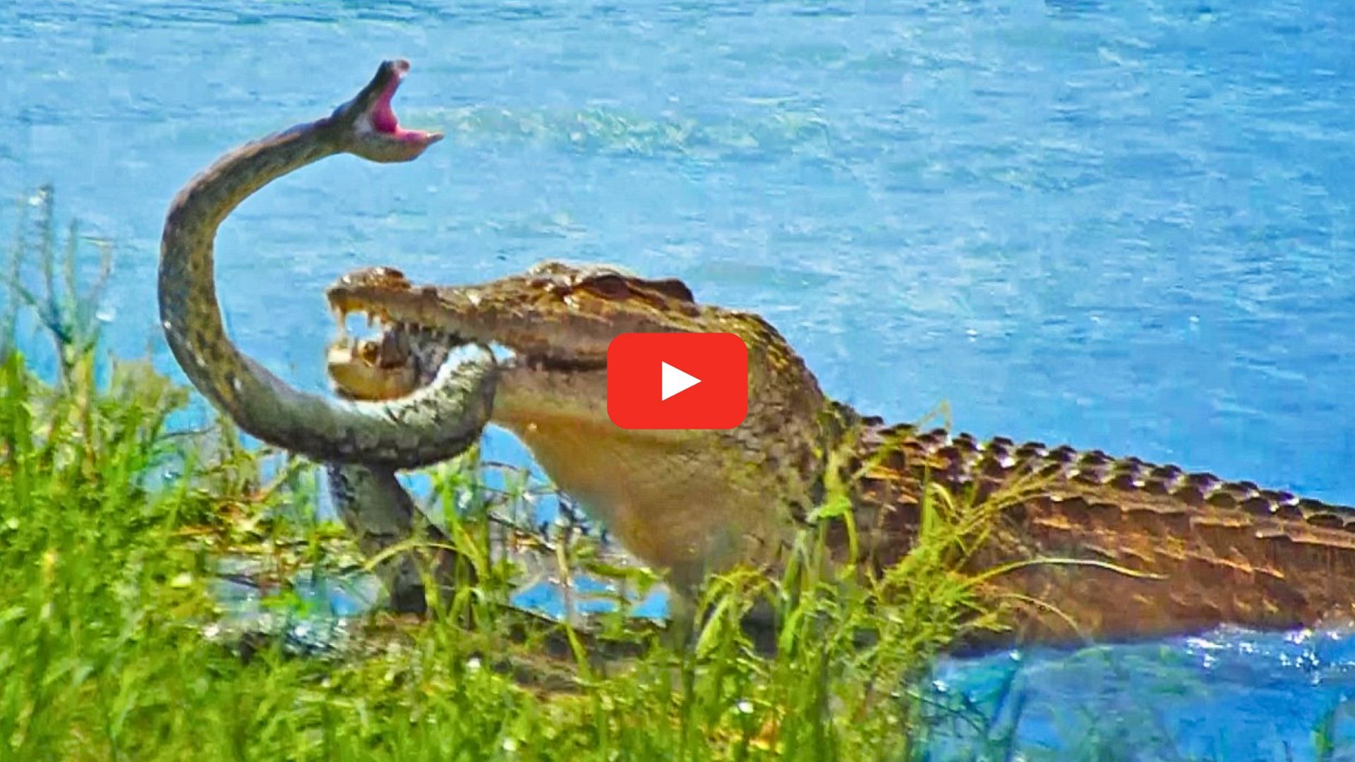 Crocodile Defeating A Hungry Crocodile Trending Video | Crocodile Vs Python Video: ఆకలితో ఉన్న ...