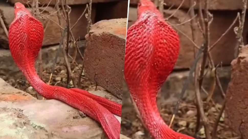 Red Cobra Viral video: Red color Spitting king Cobra video getting ...