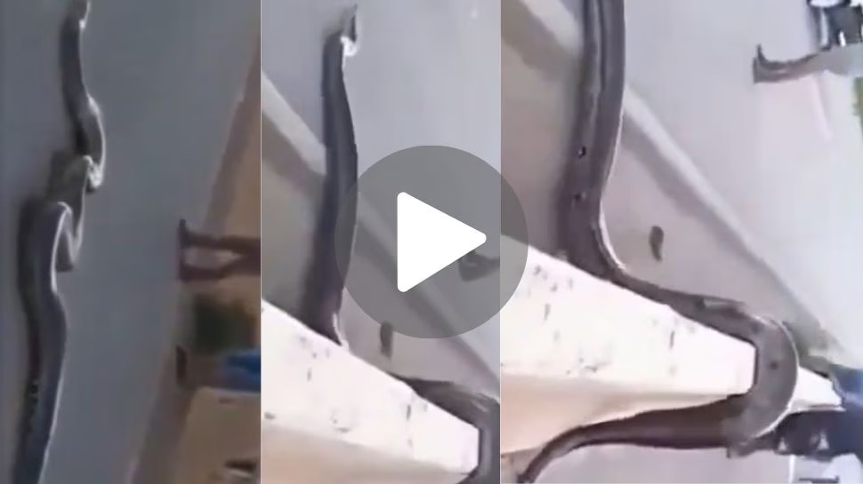 Snake Viral Video: scary giant Python spotted on middle of the road ...