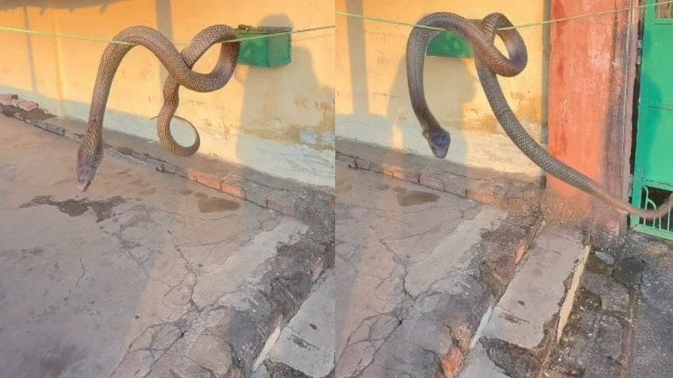 Venomous snake Slithering on big rope video viral pa| Snake Video: అరె ...