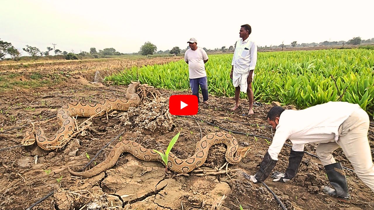 Raktha Pinjara Snake Roaming In Turmeric Video | వామ్మో.. పసుపు తోటలో ...