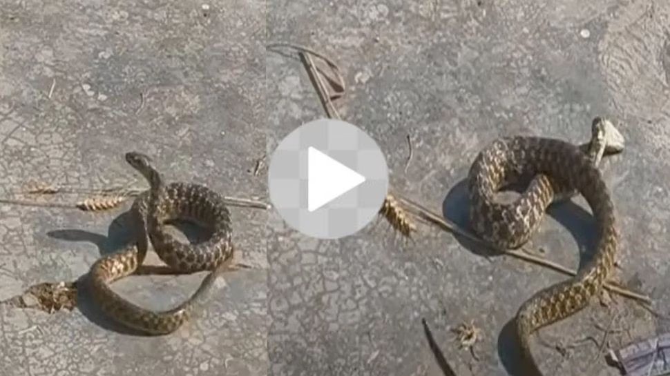 Snake Dance Video: Snake Dancing For Nagin Music video goes viral in ...