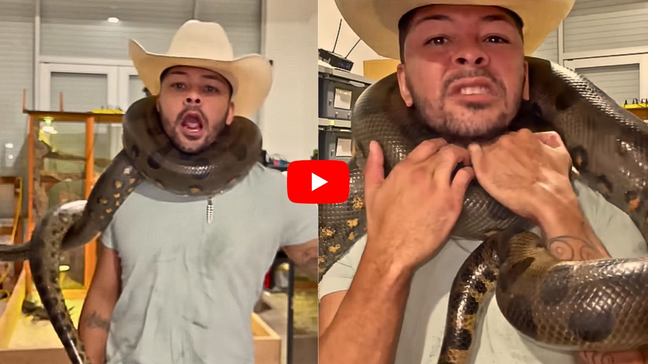 Giant Anaconda Wrapped Around Young Man Neck Video | వామ్మో.. యువకుడి ...