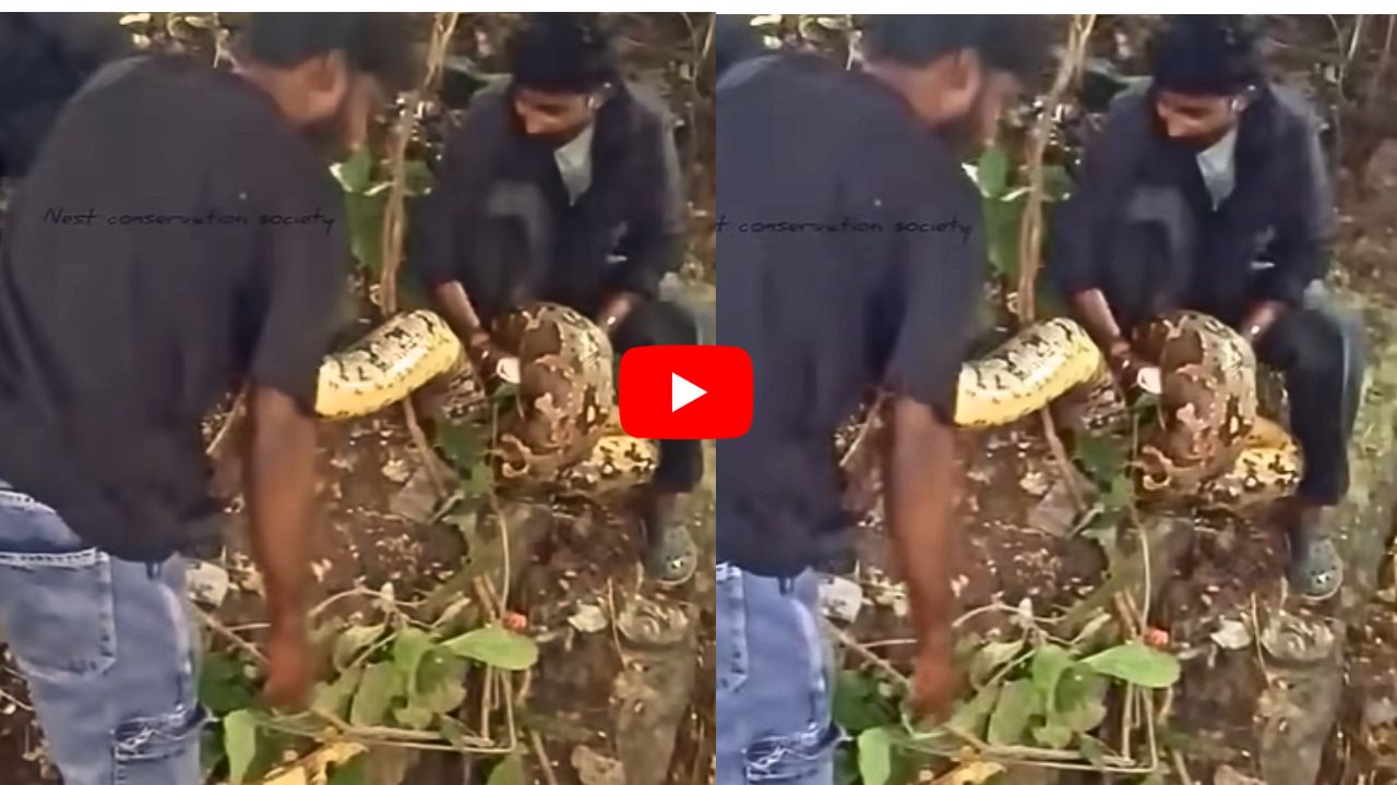 12-foot Python Rescuing By Snake Catcher Video | నీటి గొయ్యిలో 12 ...