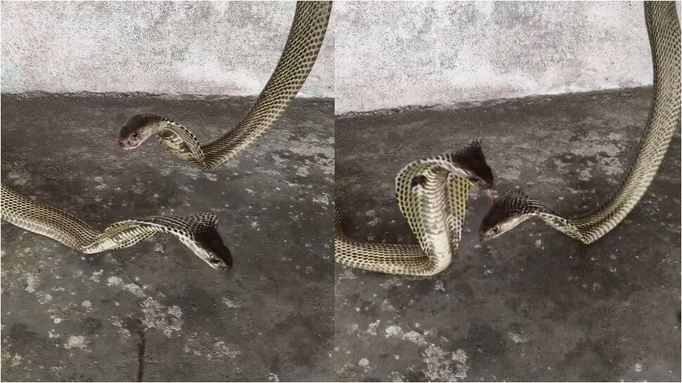 Two venomous Snakes fighting each other rare video viral pa|Snakes ...