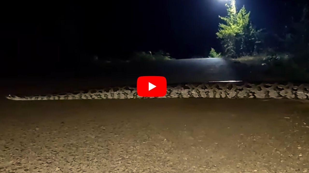 Huge 25-foot Python Crossing Road Video | గుట్టు చప్పుడు కాకుండా ...