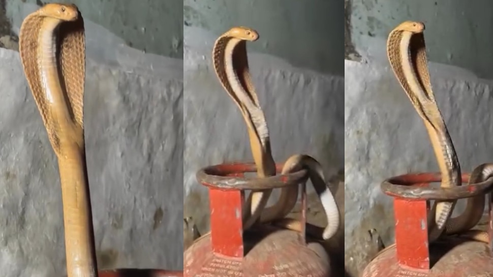 Snake spotted on kitchen gas cylinder video viral pa |Snake Video: బాప్ ...