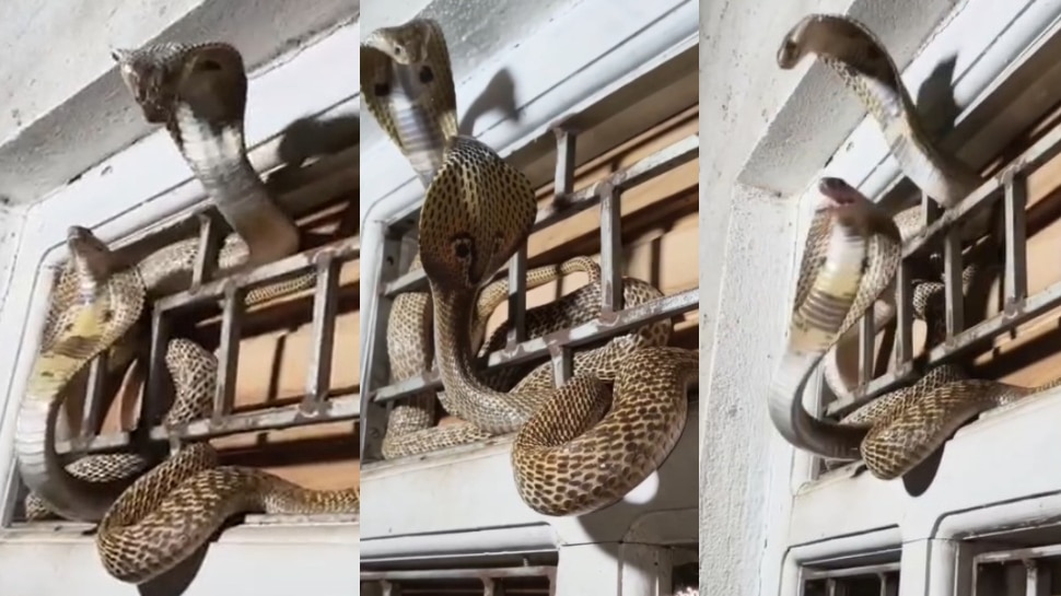 venomous snakes angry and attacking each other video viral pa|Snake ...