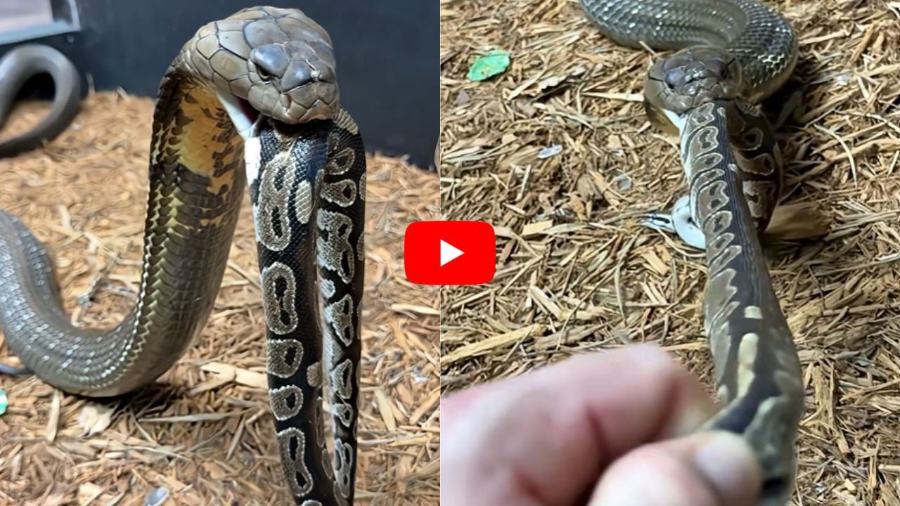Young Man Snatching Python Being Eaten By Giant King Cobra Video | ఓరి ...