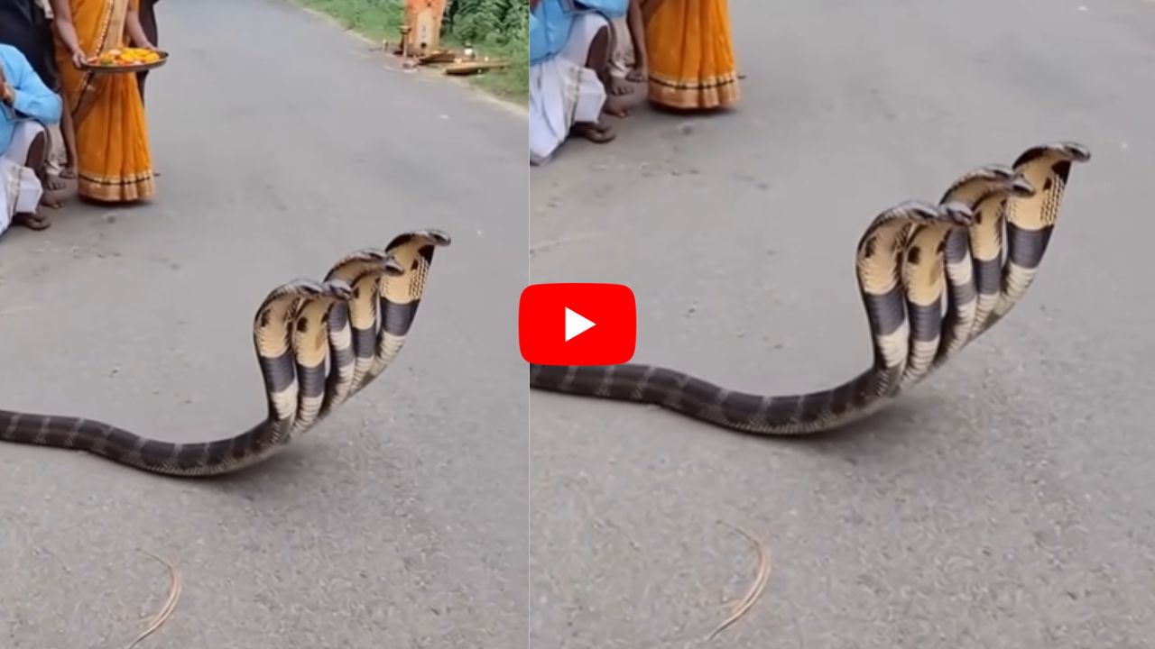 Real 5 Head Snake Spotted On Road Ai Video | నడి రోడ్డుపై ప్రత్యక్షమైన ...