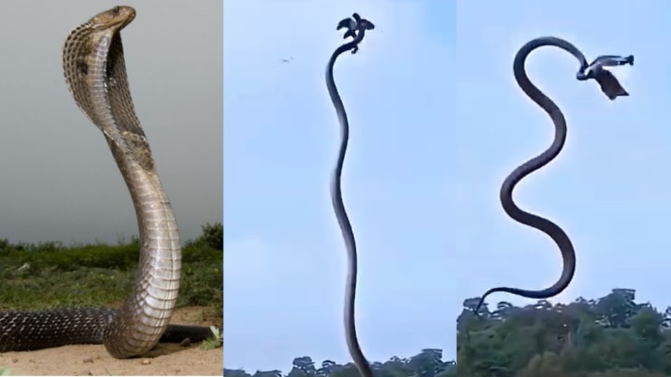 Venomous Snake flying in the air and catching birds ai video viral pa ...