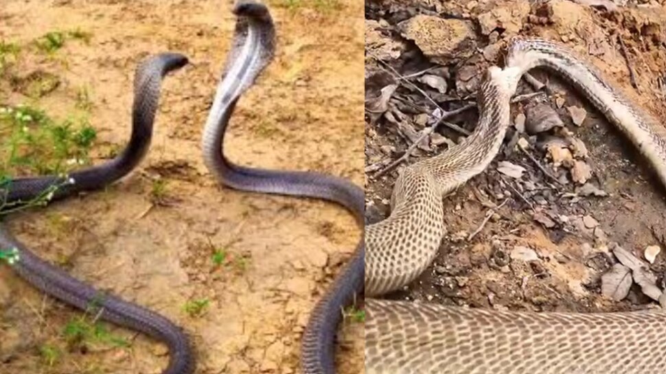 Two snakes angry and fighting each other video viral pa|Snakes Fighting ...