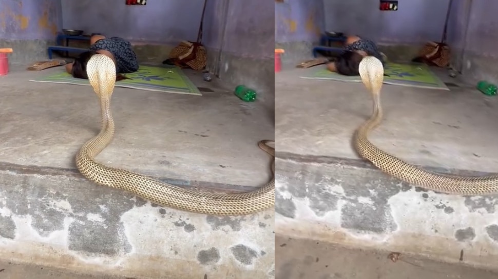 Venomous Snake observing woman while she slept on mat video viral pa ...
