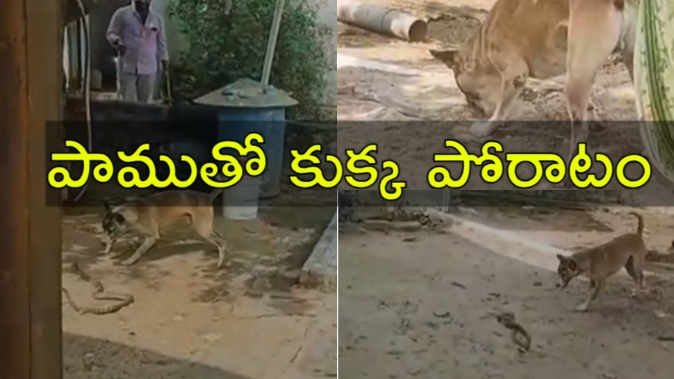 Watch Viral Video: Dog Snake Fight Lastly Know What Happened Video Goes ...