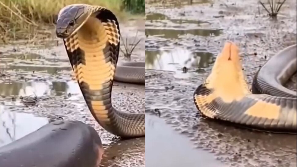 King cobra dies after attack on Electric fish video viral pa |King ...