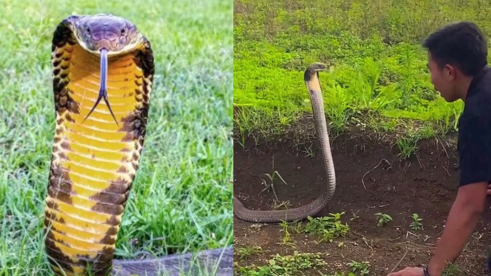 Man Dangerous Stunts with angry king cobra video viral pa |king Cobra ...