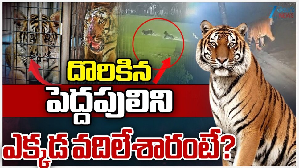 Wild Tiger Operation Tiger Hunt Grand Success in Rajahmundry ta | Wild ...