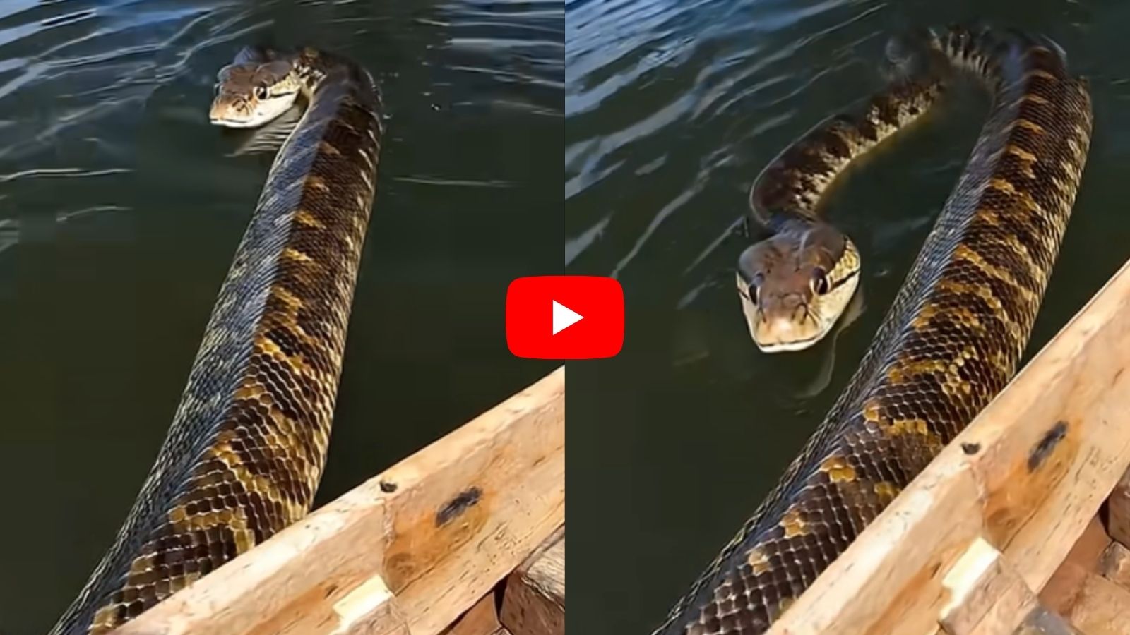 20-foot Anaconda Charging Towards Boat Video Trending | అయ్యే.. పడవవైపు ...