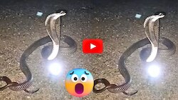Snake Prank Video News in Telugu, Latest Snake Prank Video news, photos ...