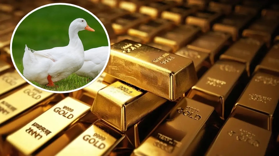 It Is Real Golden Duck Man Finds Gold Particles Inside Duck Stomach ...