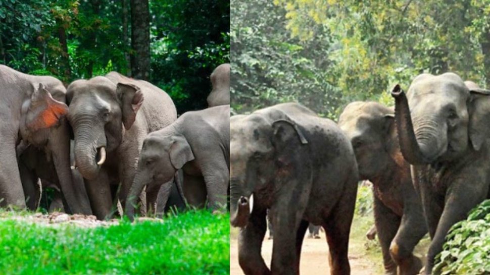 Elephants hulchul in Chandragiri Tirupati video viral pa | Elephants in ...